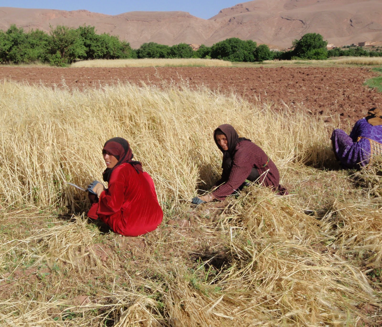 Emily in Morocco: Harvest