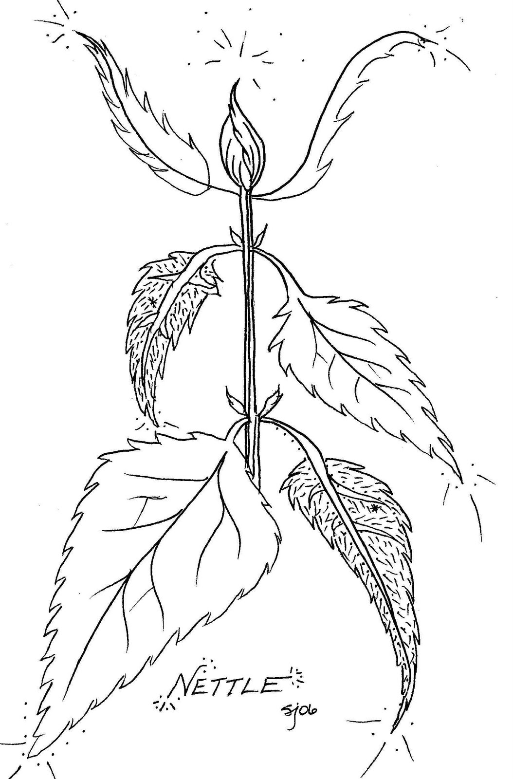 Stinging Nettle Drawing Sketch Coloring Page