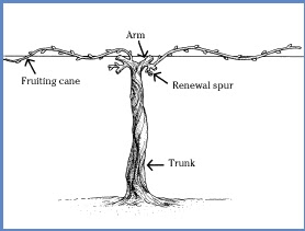 Cięcie winorośli - nowe filmiki. : Uprawa - 7