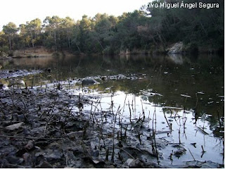 Pantanos del mundo virtuals: La Ecologia de los Pantanos