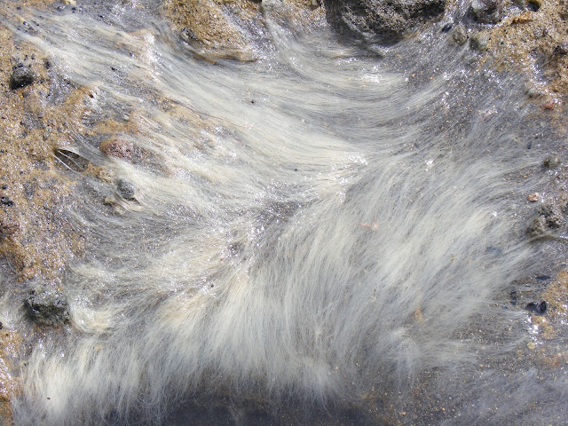 photographing New Zealand: White algae at Back Beach