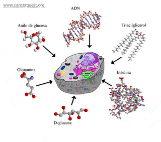 Biologia Conalep LEAG: BIOELEMENTOS SECUNDARIOS
