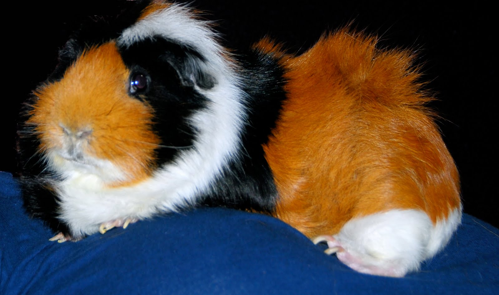 Simply... guinea pigs!