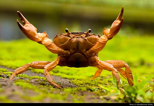 Jack's Zoo: CRAB