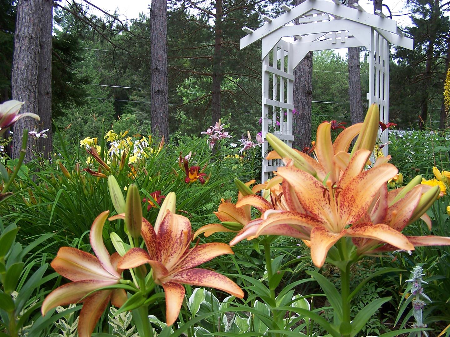 Perennial Passion: Blooming Tuesday