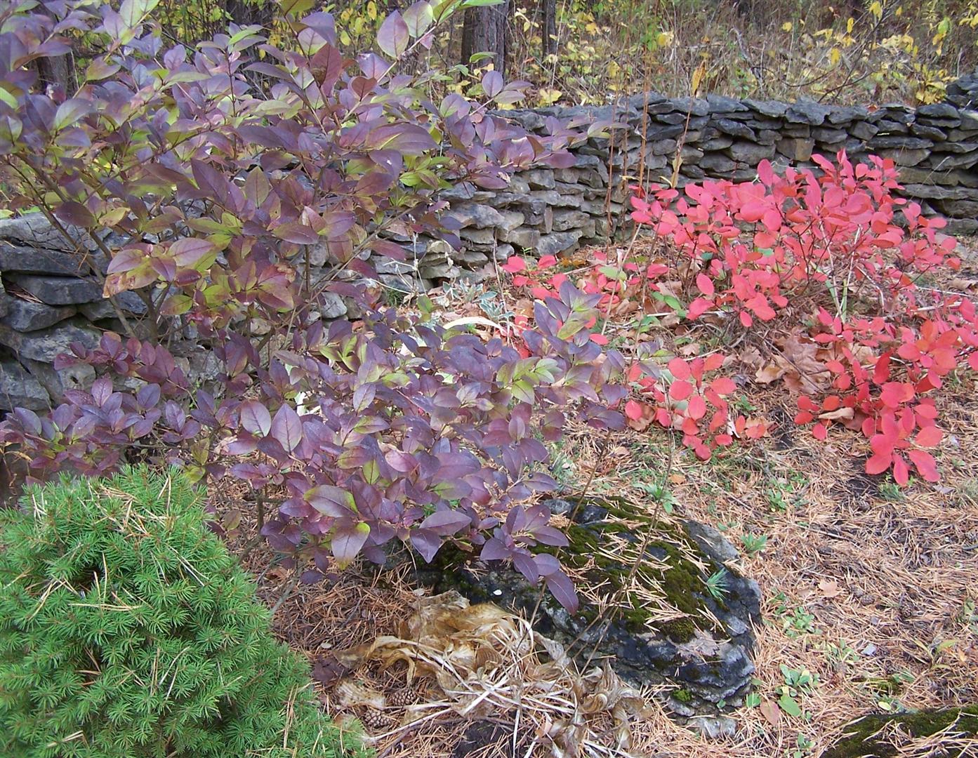 Perennial Passion: Late Fall Color in My Garden