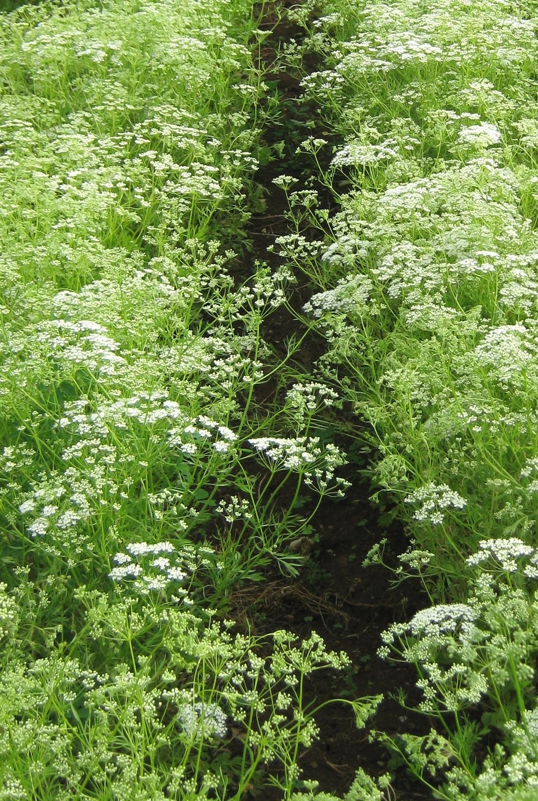 COMERCIAL FLOR DE ANIS: TIPOS DE ANÍS EN CURAHUASI