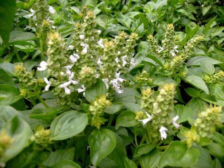 TERAPII NATURISTE SI PLANTE MEDICINALE: BUSUIOCUL PLANTA ANTIMICROBIANA