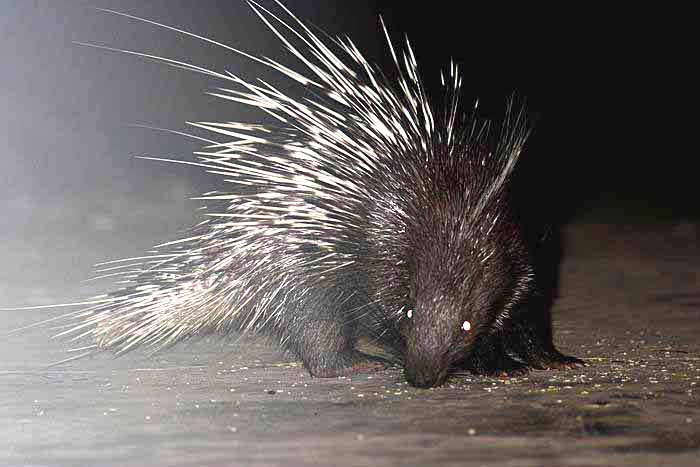 PANITIA BIOLOGI SMKASR: Porcupine....(don't be confused with porcupine ...