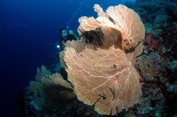 around the world: owi island