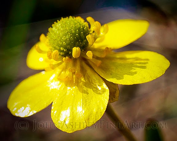 Wild and Free Montana: Waiting for Buttercups