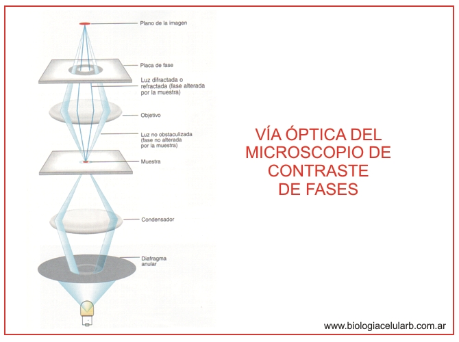LABORATORIO DE HISTOLOGIA