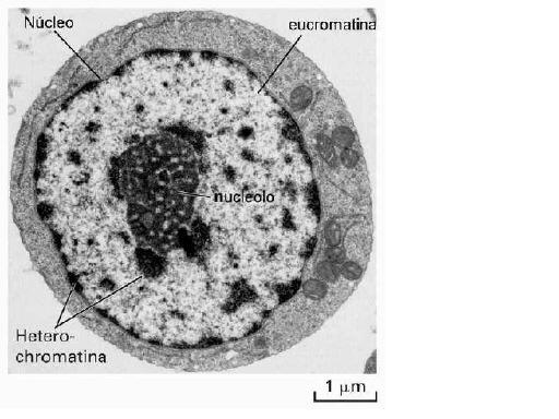 LABORATORIO DE HISTOLOGIA