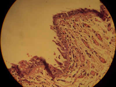 LABORATORIO DE HISTOLOGIA: Tejido Epitelial