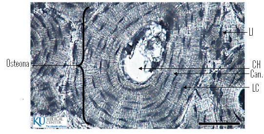 LABORATORIO DE HISTOLOGIA: Tejido Oseo