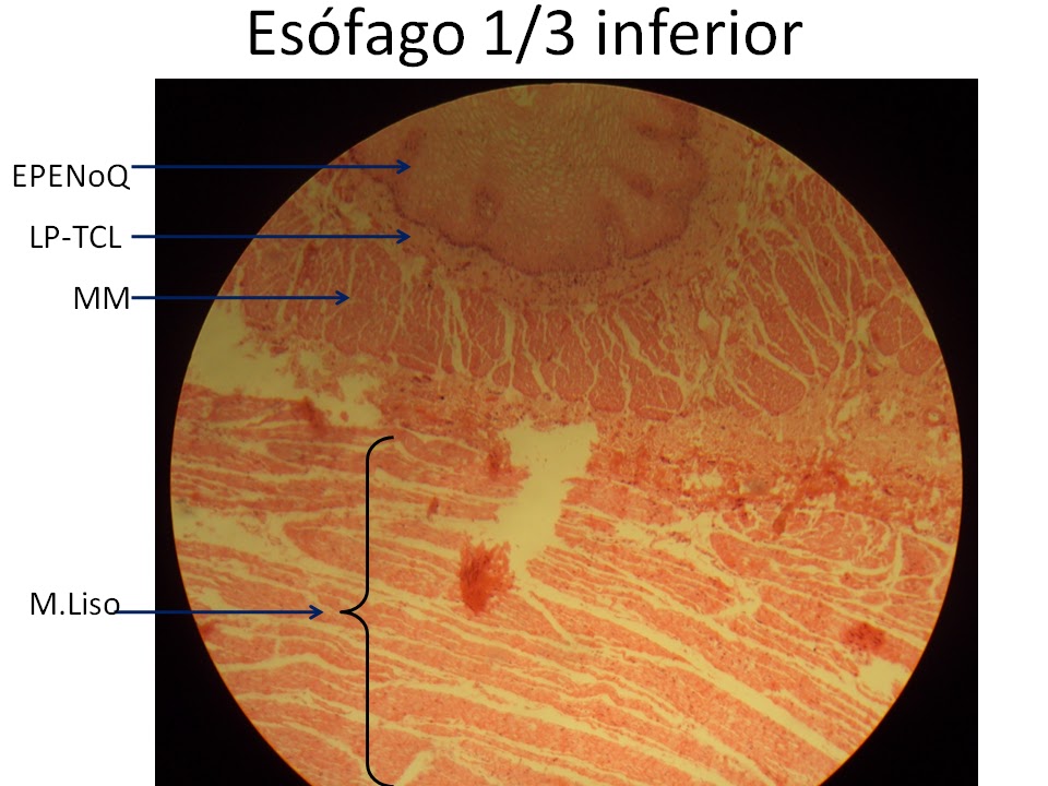 LABORATORIO DE HISTOLOGIA: Sistema Digestivo