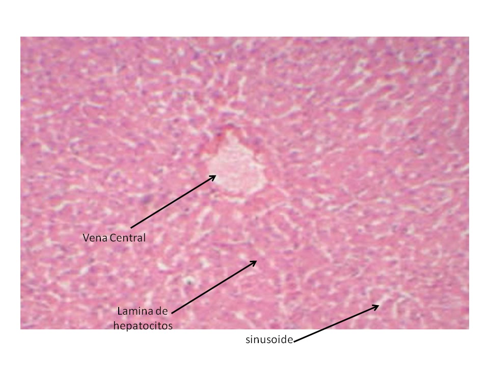 LABORATORIO DE HISTOLOGIA: Glandulas anexas al Sistema Digestivo