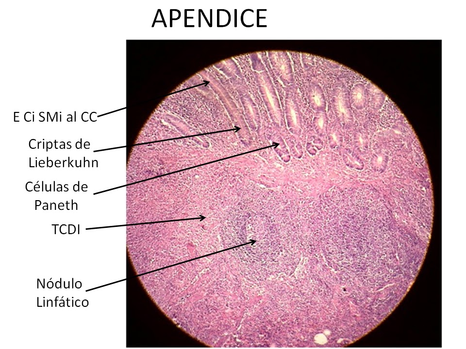 LABORATORIO DE HISTOLOGIA: Sistema Digestivo