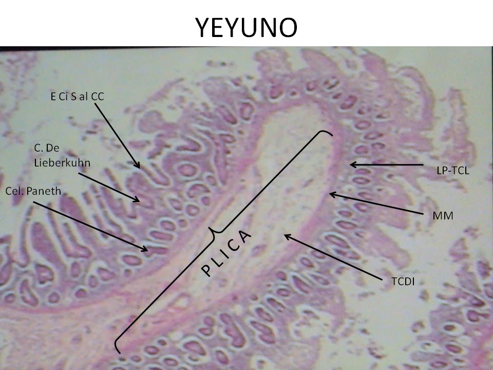 LABORATORIO DE HISTOLOGIA: Sistema Digestivo