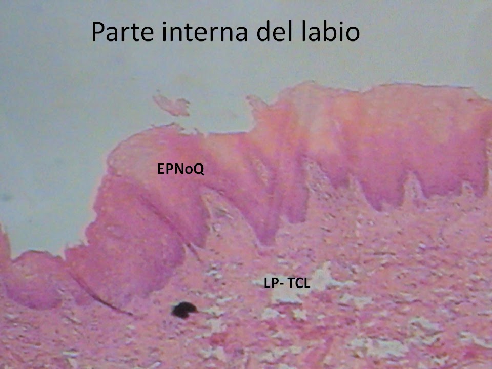 LABORATORIO DE HISTOLOGIA: Sistema Tegumentario