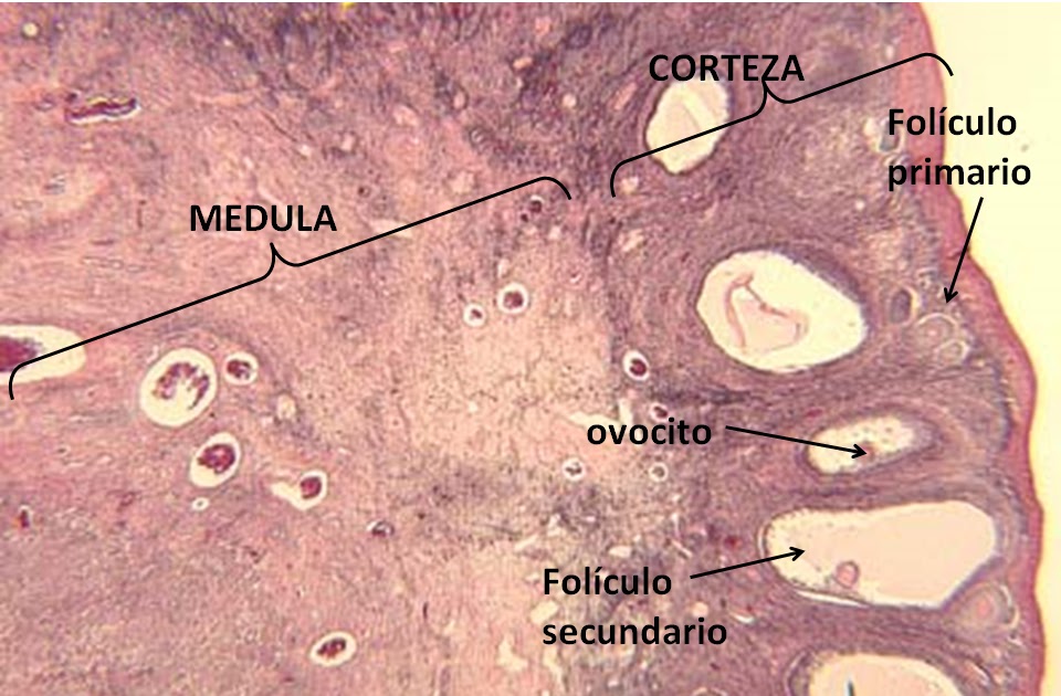 LABORATORIO DE HISTOLOGIA: Sistema Reproductor Femenino