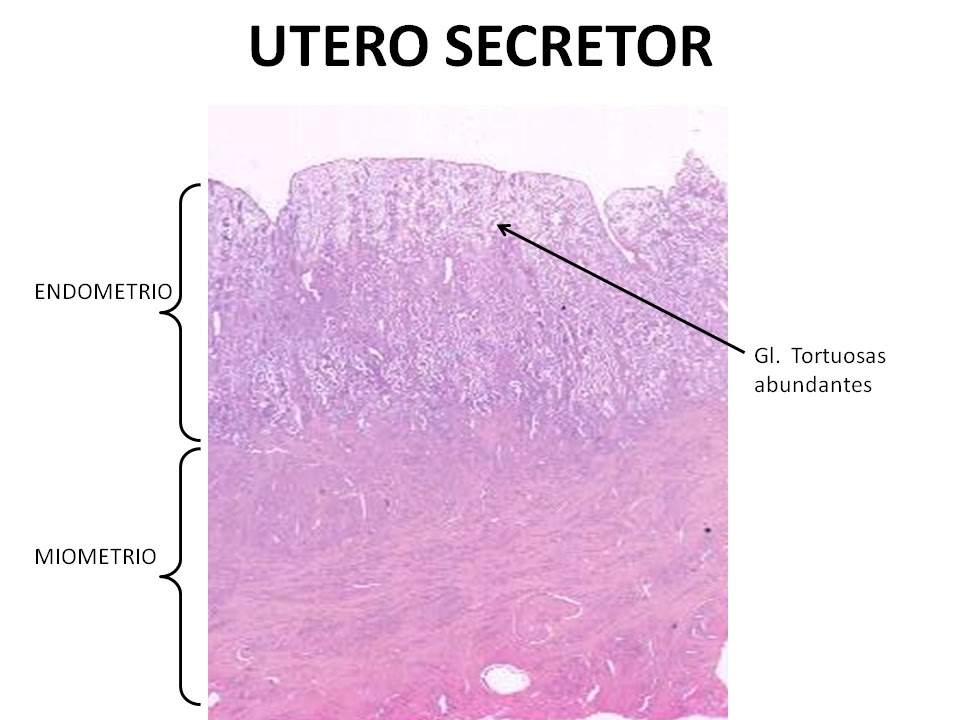 LABORATORIO DE HISTOLOGIA: Sistema Reproductor Femenino