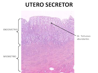 LABORATORIO DE HISTOLOGIA: Sistema Reproductor Femenino
