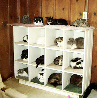 beautific visions.: CAT cubby