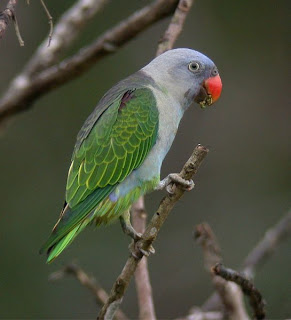 Nuri Tanau | Suara Burung Kicau