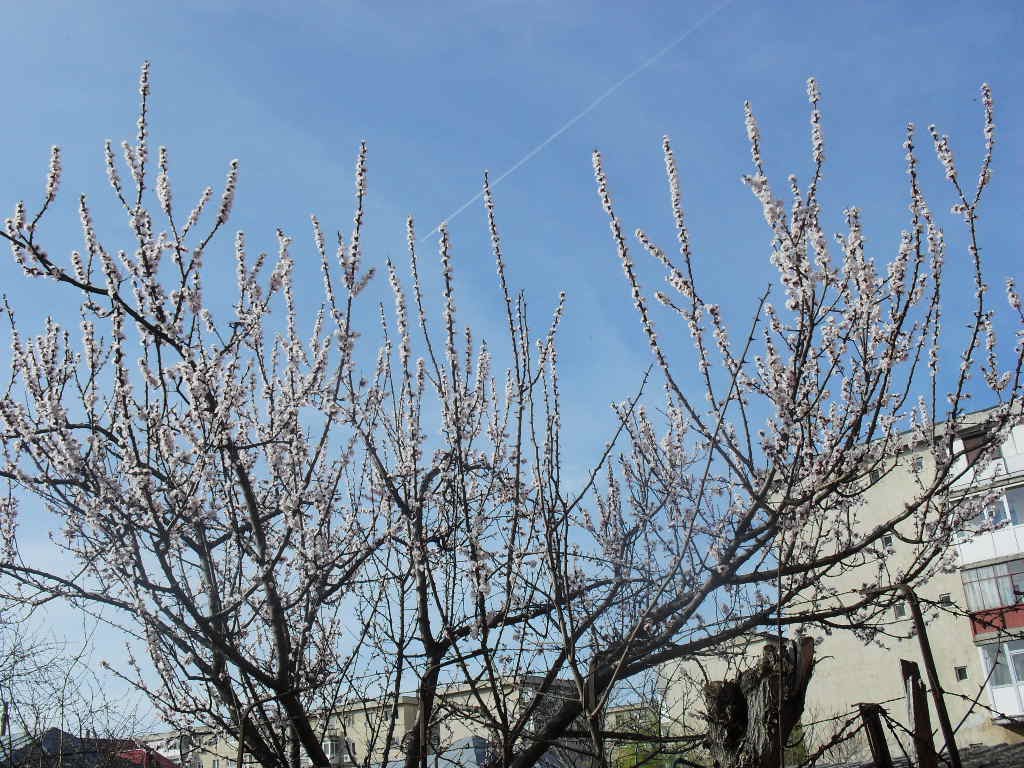 CORA: Primul copac înflorit