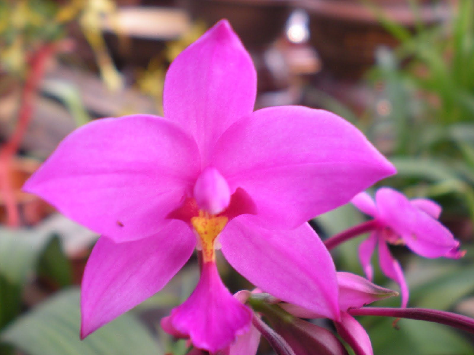 Hati Berdetik dan Berbisik: Spathoglottis Orkid Pinang