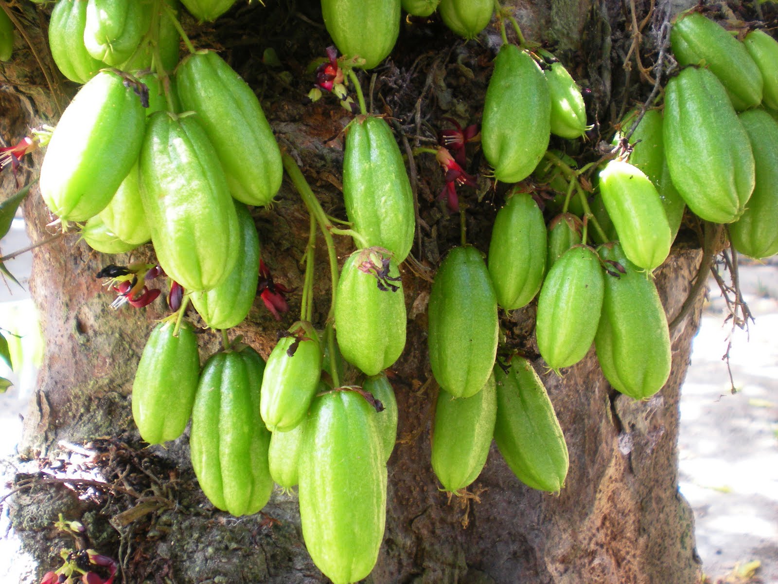 Hati Berdetik dan Berbisik: Belimbing Buluh