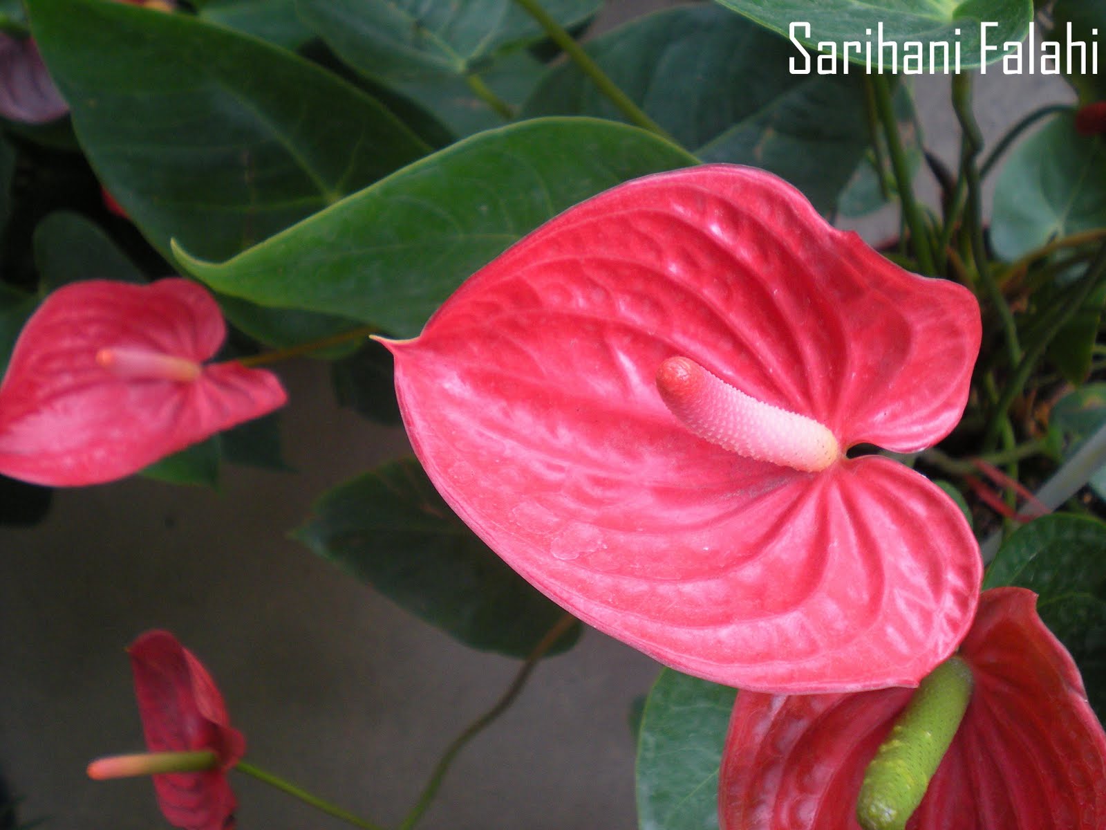 Hati Berdetik dan Berbisik: Merah Putih Anthurium