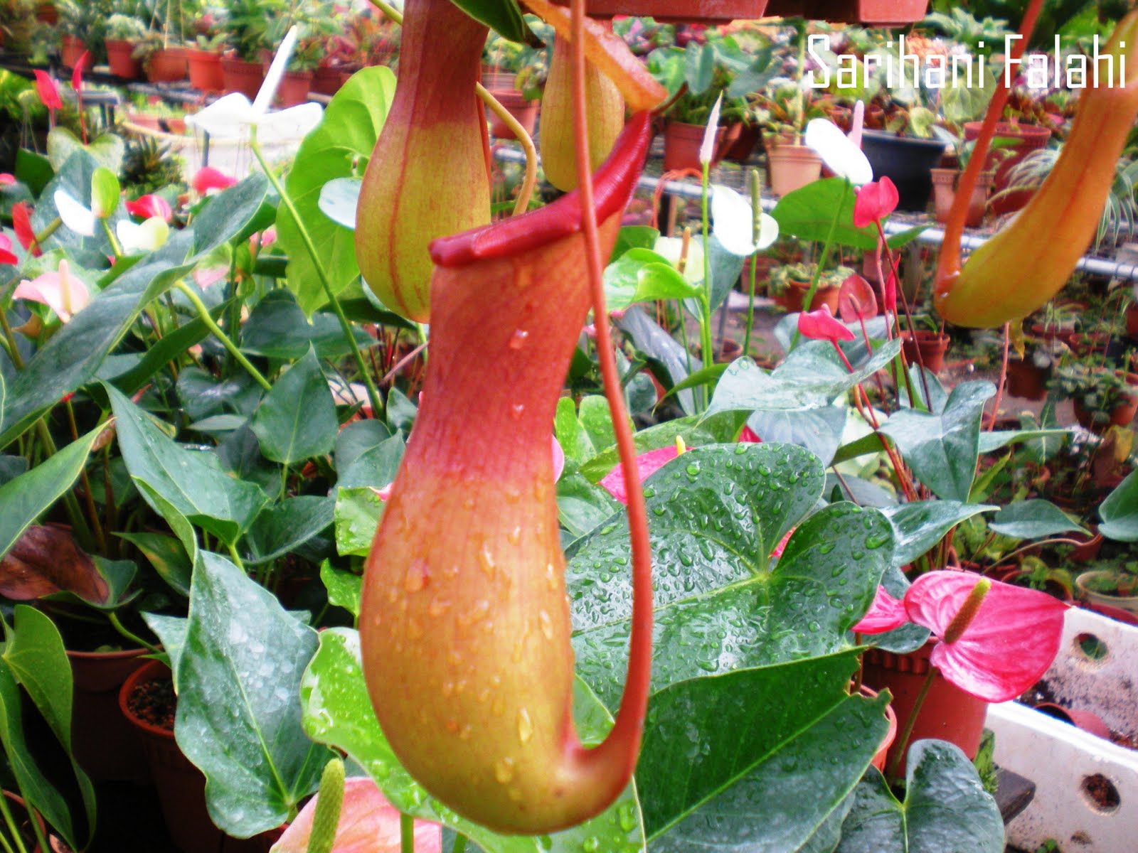 Hati Berdetik dan Berbisik: Nepenthes Periuk Kera