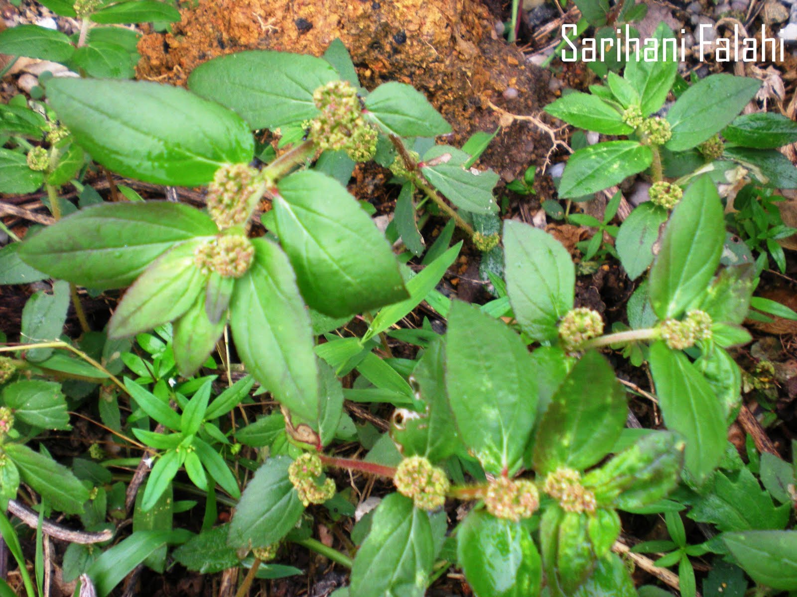 Hati Berdetik dan Berbisik: Pokok Patikan Kerbau