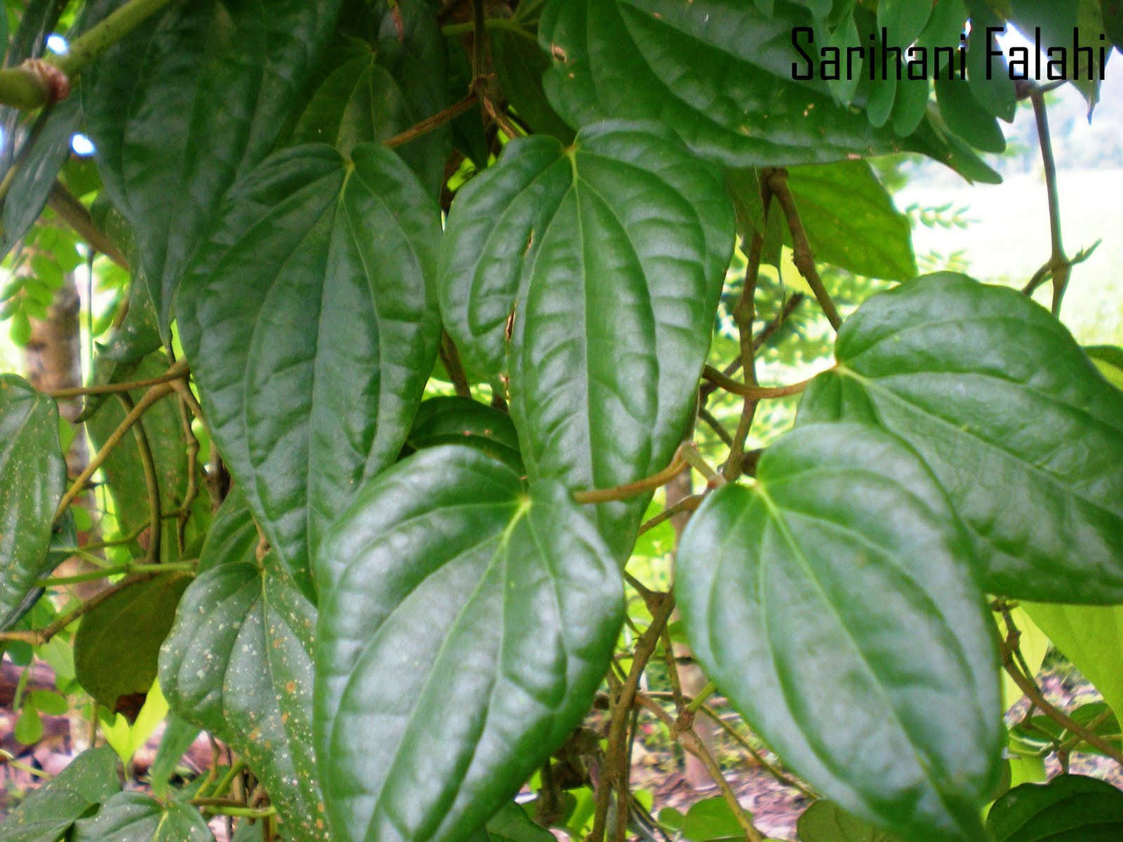 Hati Berdetik dan Berbisik: Pokok Sirih