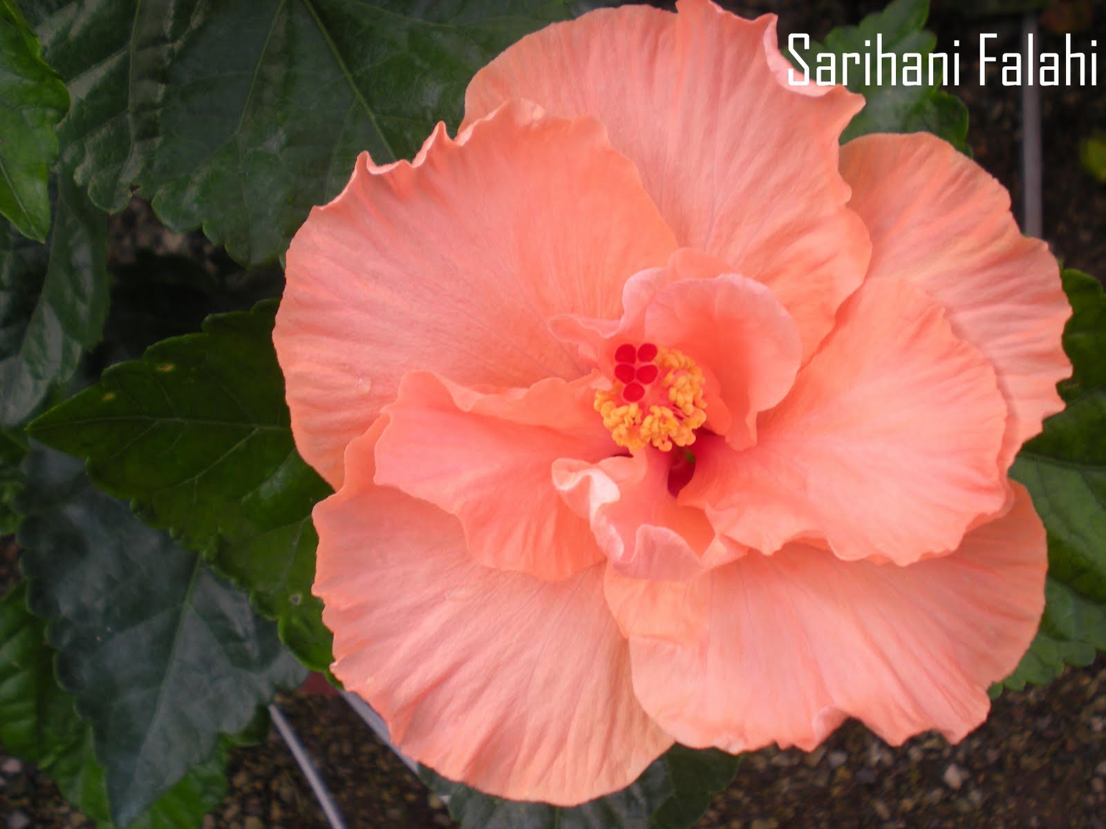 Hati Berdetik dan Berbisik: Bunga Raya Kita