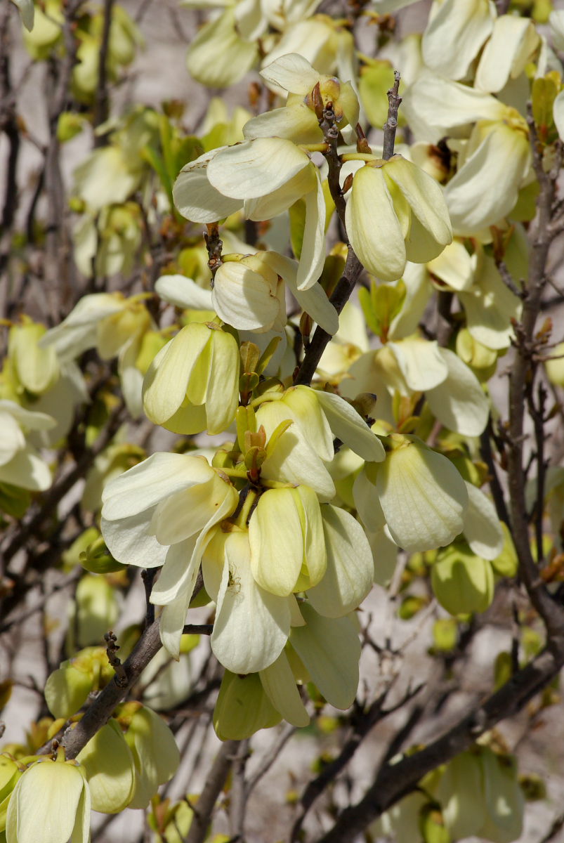 Rufino Osorio: Asimina reticulata