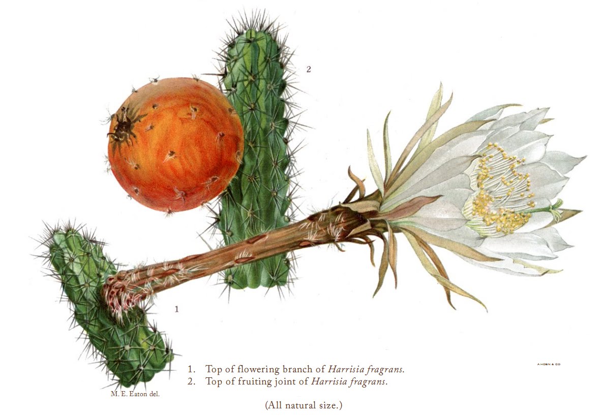 Rufino Osorio: Harrisia fragrans – Fragrant Prickly-Apple