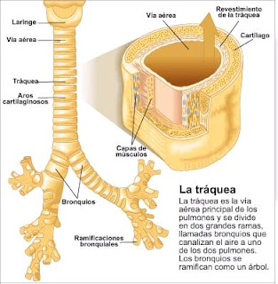 Aparato Respiratorio: Laringe y Tráquea