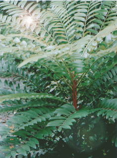 Tongkat Ali: Tongkat Ali or Eurocoma Longifolia