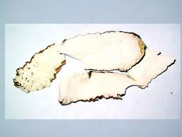 Mugwort is a Medicine: Warm, Acrid Release Exterior: Qiang Huo / Gao ...