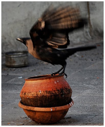 Inside Out: The Crow and the Pitcher - Reloaded