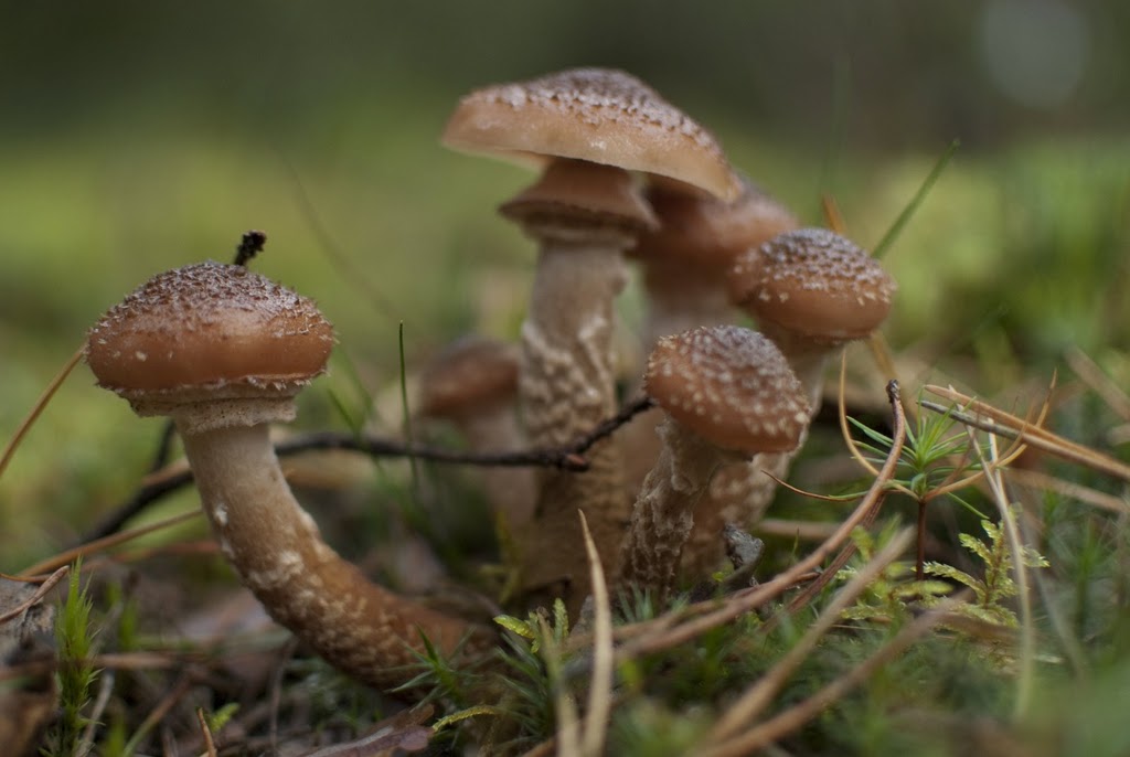 Crónicas de mi polonización...