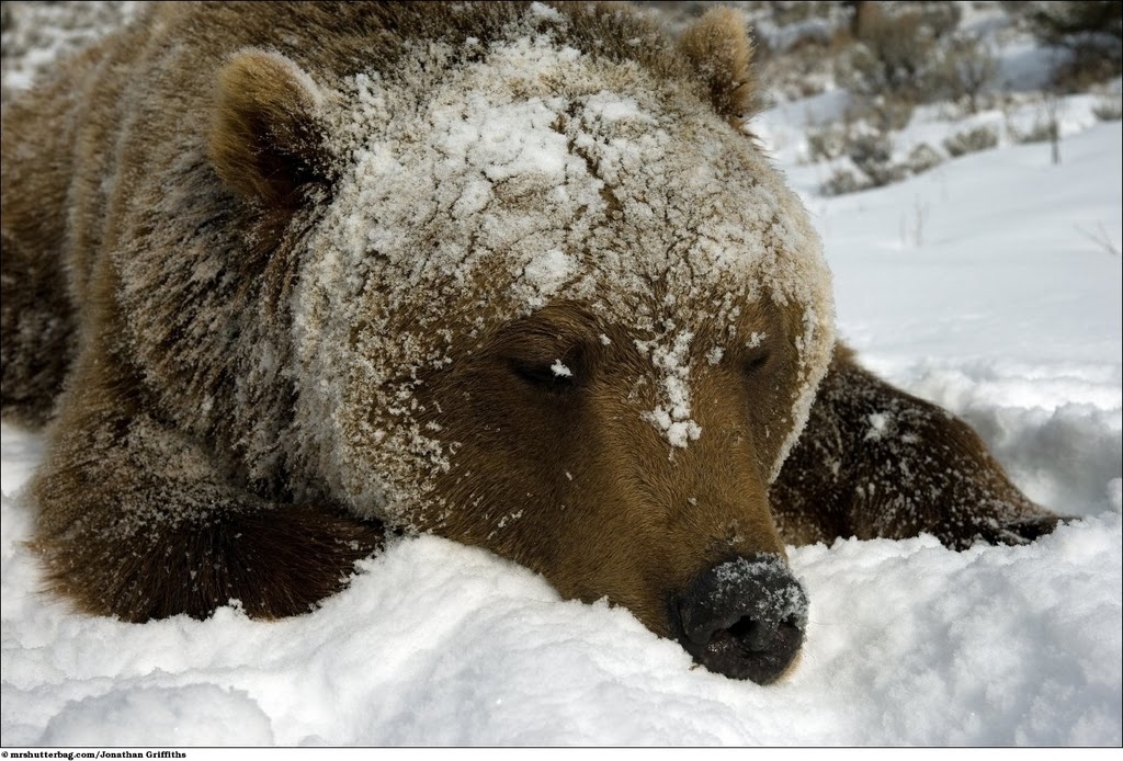 26 Imagens de predadores da Natureza
