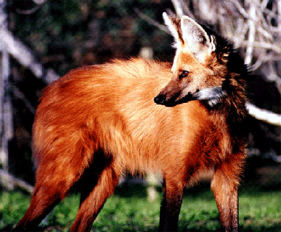 Extinção: Lobo Guará