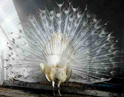 CRISTIAN NISTOR: PAUN ALB