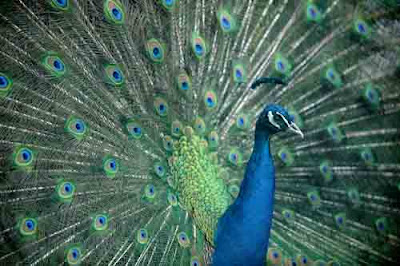 CRISTIAN NISTOR: PAUN IMPERIAL ALBASTRU