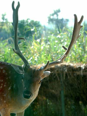 CRISTIAN NISTOR: CERB LOPATAR