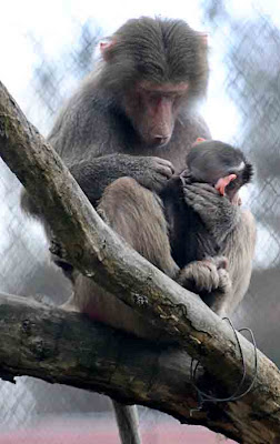 CRISTIAN NISTOR: PAVIANUL CU MANTIE